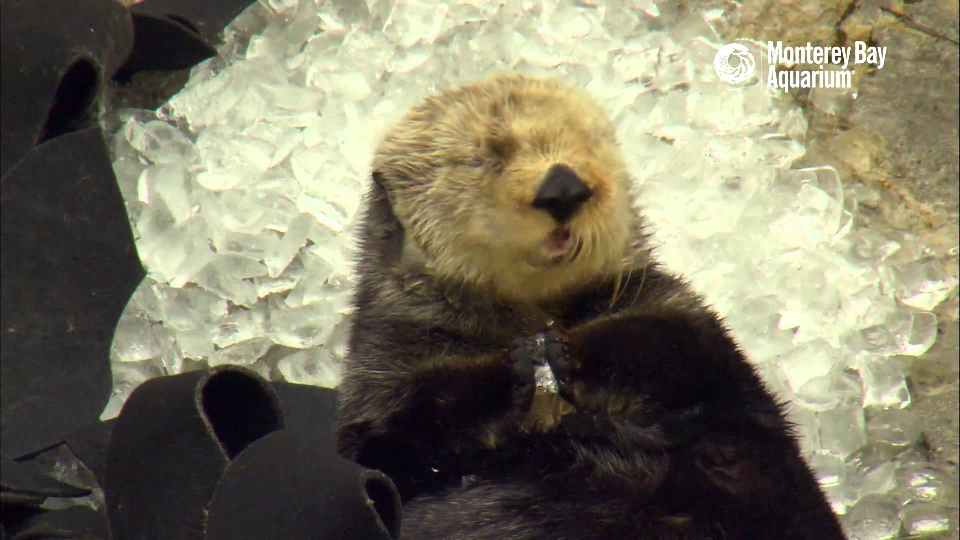 Otter gets brain freeze after crunching on ice