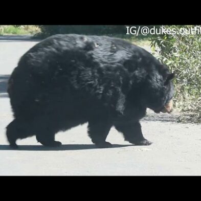 World's Largest Devil's Toothpaste Explosion