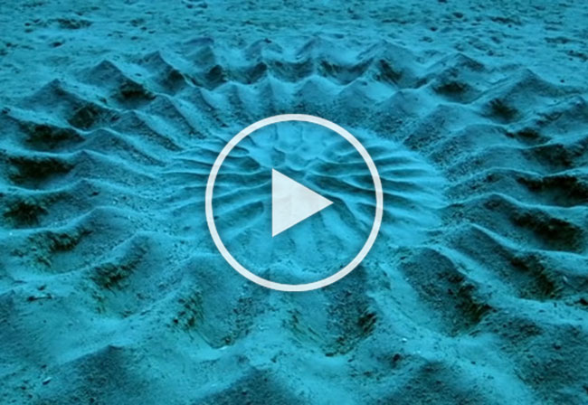 Male Puffer Fish Creates Love Mandala