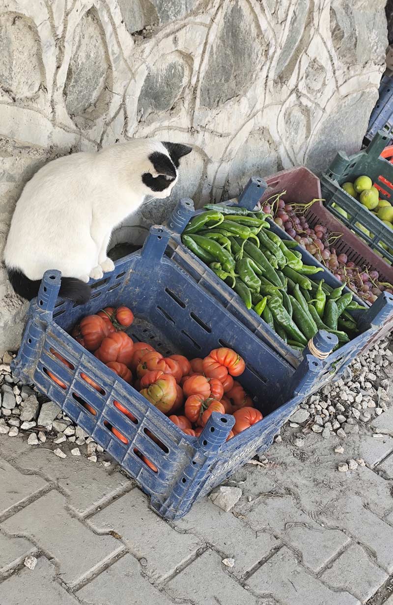 Stray cat selling vegetables | Odd Stuff Magazine